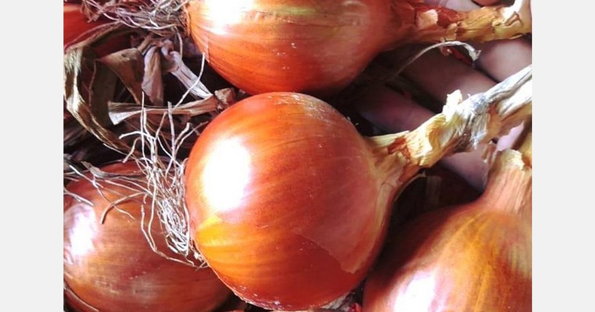 'Cebola da Madeira' nieuwe BOB-ui van Portugal