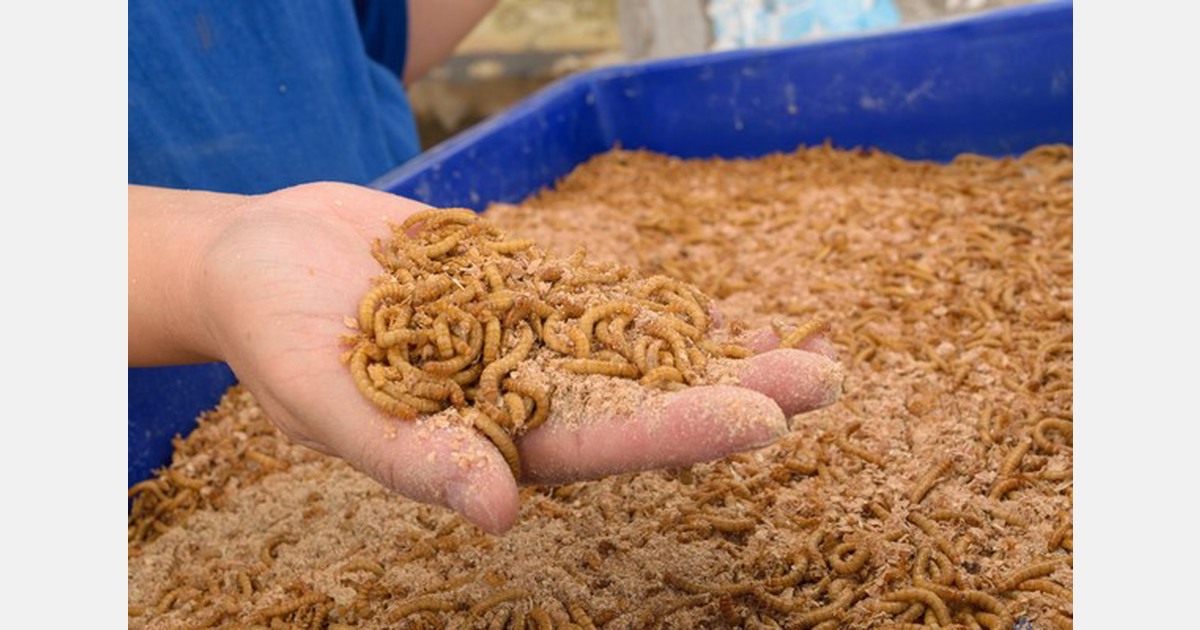 "Bijproducten van insectenkweek maken gewassen gezonder"