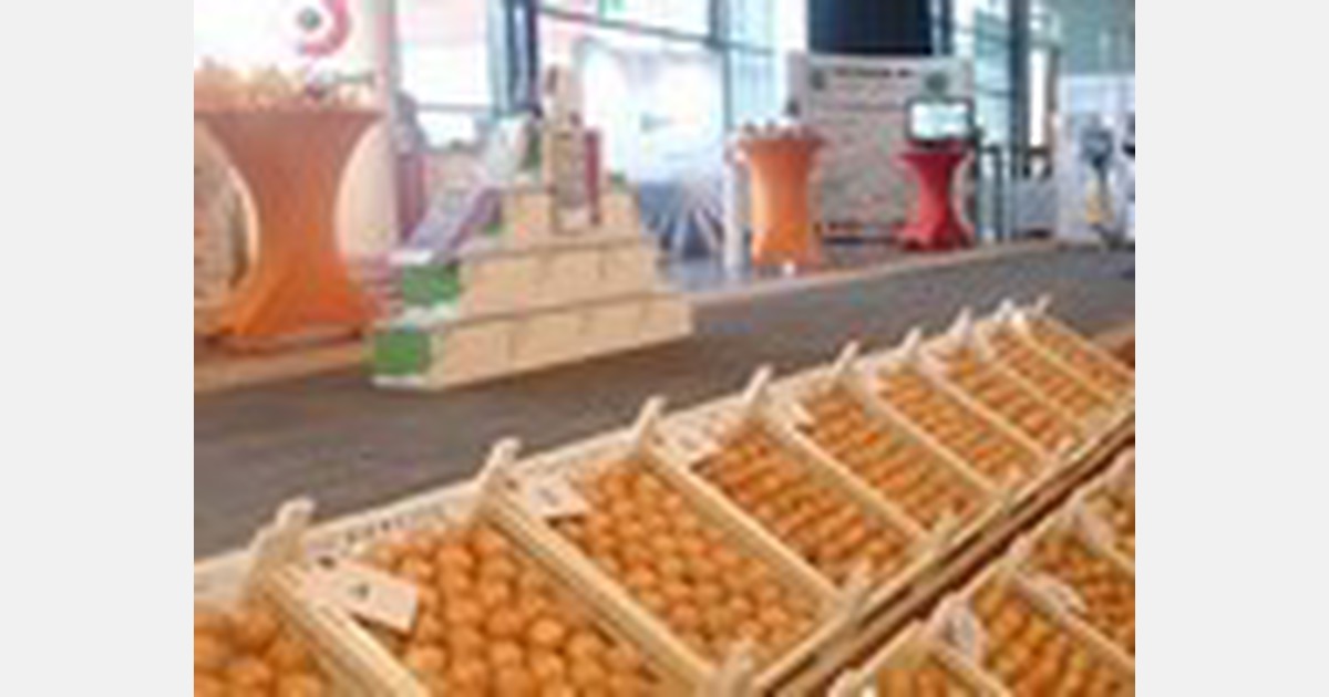 “De misoogst van 2018, een teken aan de wand voor de Hollandse ui…?”